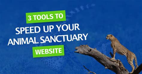 improve your website speed via image optimisation sanctuary websites