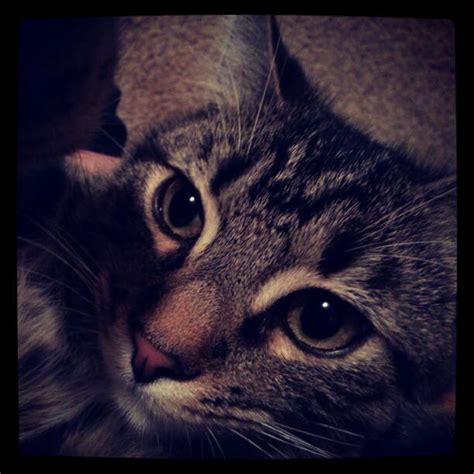 Determined Cat By Autumnleafeyes On Deviantart