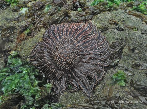 Catálogo Digital De La Biodiversidad Acuática Del Perú