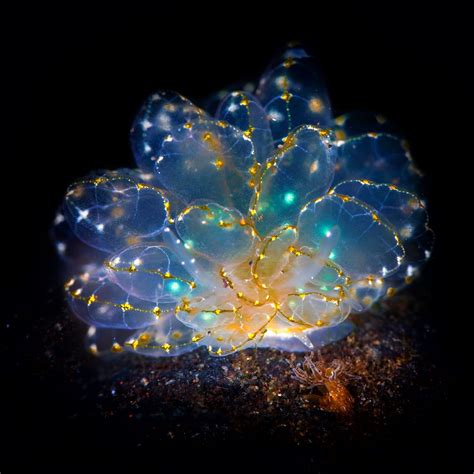 Ali Bin Thalith Cyerce Elegans Khawla Art Gallery