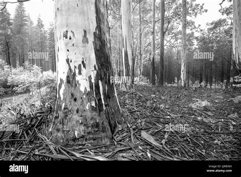 The Pale Tree Trunks Of Eucalyptus Trees In A Historic Grove In The