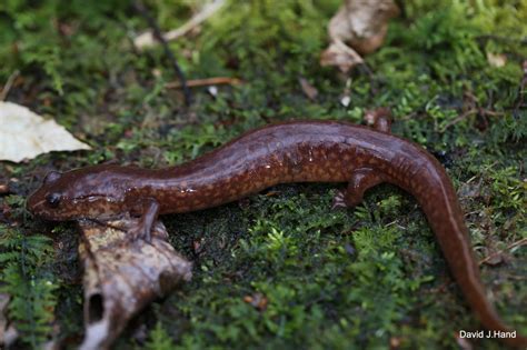 Northern Spring Salamander 1 Gyrinophilus Porphyriticus David J