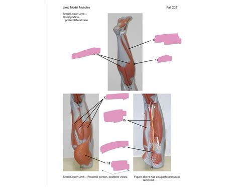 Limb Muscle Model 8 — Printable Worksheet