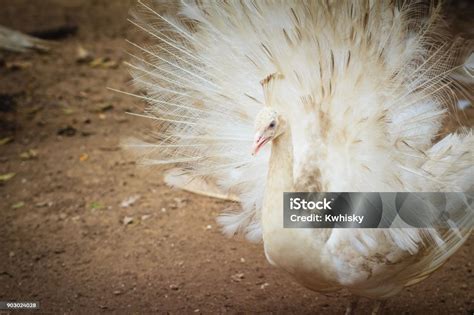 아름 다운 흰 공작 깃털 밖으로 백색 남성 공작 확산 깃털으로 완전히 열린 꼬리 알 비 노 공작입니다 가금류에 대한 스톡 사진 및 기타 이미지 Istock