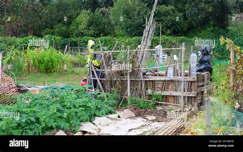 Lush Green Allotment Garden Demonstrating Sustainable Practices With