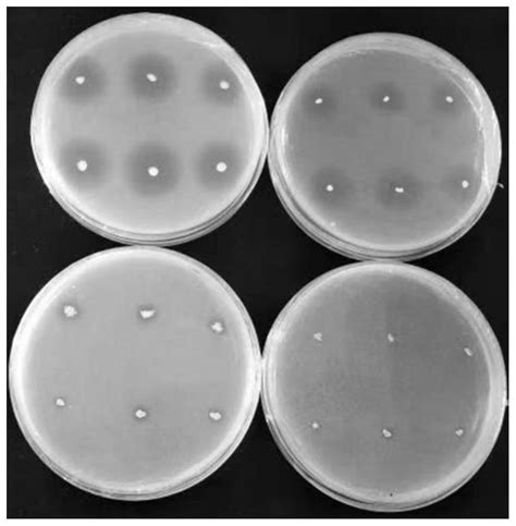 一种肺炎克雷伯氏菌及其应用