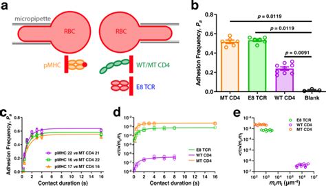 T 细胞受体和 Cd4 与肽 Mhc 的协同结合增强了抗原敏感性 Nature Communications X Mol