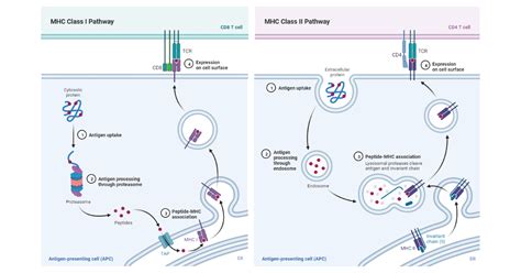 Mhc Class I Class Ii Antigen Processing And Presentation