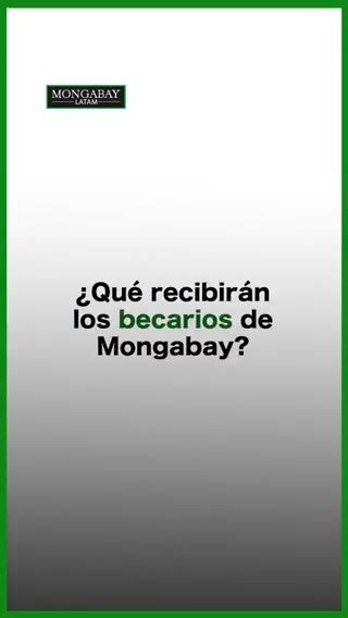 Mongabay Latam On Twitter 🥳becamongabay 🦎 ¿quieres Hacer Una