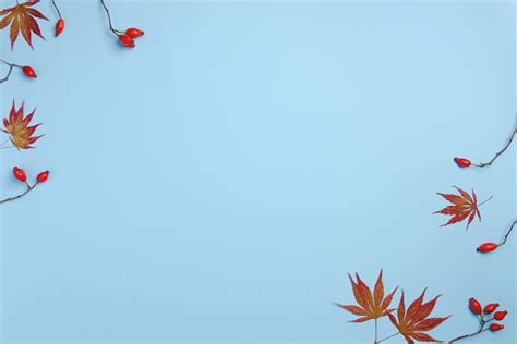 가을 구성 파스텔 블루 배경에 장미 엉덩이와 잎의 말린 열매 가을 가을 겨울 컨셉 플랫 레이 상단 보기 복사 공간 0명에 대한 스톡 사진 및 기타 이미지 Istock