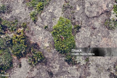 녹색 이끼 돌 배경 텍스처입니다 이끼 낀 텍스처와 야생의 자연에서 배경 뷰를 닫습니다 0명에 대한 스톡 사진 및 기타 이미지 0명 가까운 거친 Istock