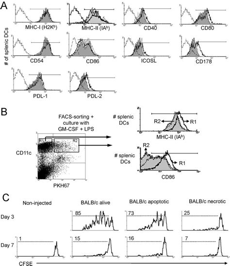Splenic Dcs Remain Quiescent Following Interaction With Donor Apoptotic