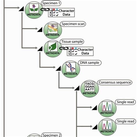Exemplar Scheme Of Samples With Metadata And Character Data In A Download Scientific Diagram