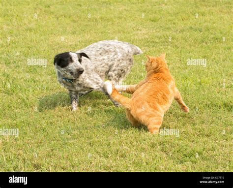 Ask Crystal Do Dogs Chase Cats