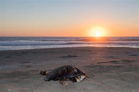 Premium Photo Dead Turtle On The Beach At Sunset