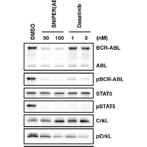 Sniper Abl 39 Inhibits The Bcr Abl Related Signaling Pathway K562 Download Scientific Diagram