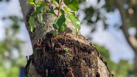 The Banyan Tree Ficus Benjamina Grows On Dead Or Rotting Trunks Of