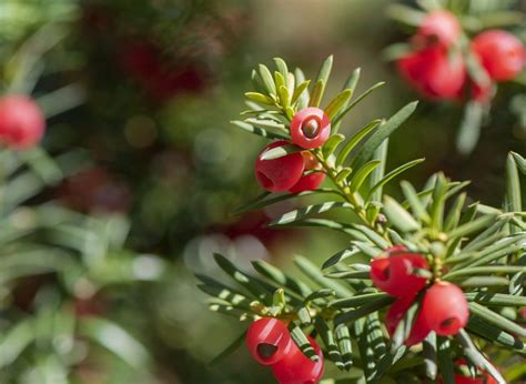 Hicks Yew Tree For Sale Buying Growing Guide Trees