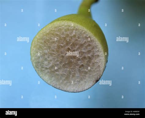 Aerenchyma Tissue