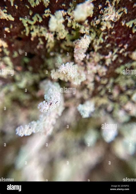 Pixie Cup And Reindeer Lichens Cladonia Fungi Selwyn District Canterbury New Zealand Stock