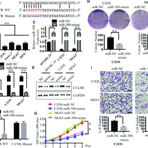 Dcaf13 Interacted With Pten In Vivo And In Vitro A In Vivo Pull Down