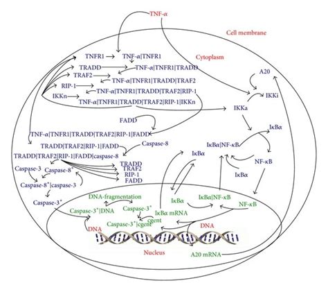 Schematic Description Of The Tnf α Nf κb Signaling Download Scientific Diagram