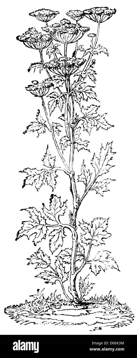 Parsnip Illustration Hi Res Stock Photography And Images Alamy