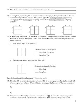 Monohybrid Crosses Practice Ws Key Pdf Chancescience Worksheets Library