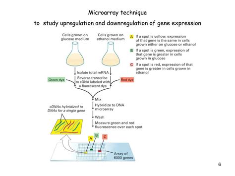Ppt General Consideration About Gene Expression And Expression