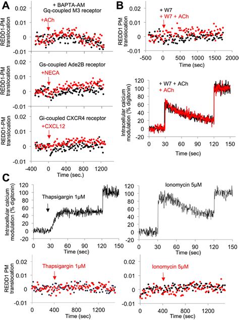 A Gpcr Mediated Ca 2 Calmodulin Signaling Pathway To Translocate Download Scientific Diagram
