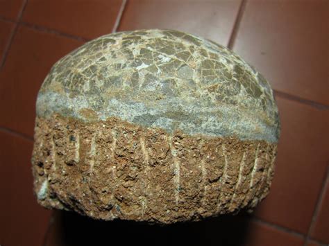 Egg Fossil Real Or Fake Fossil Id The Fossil Forum