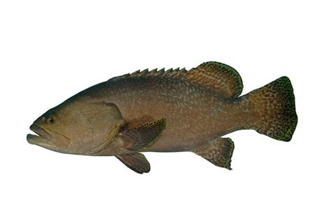 林邊區漁會全球資訊網 林邊區漁會 石斑魚 龍膽石斑魚 林邊漁會 午仔魚 產銷履歷 林邊