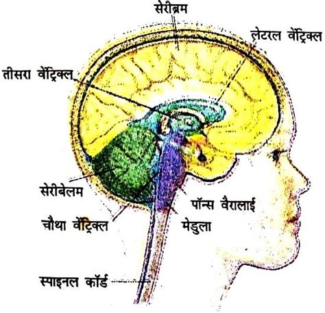 मानव मस्तिष्क का एक स्वच्छ नामांकित चित्र बनाइए। Sarthaks Econnect