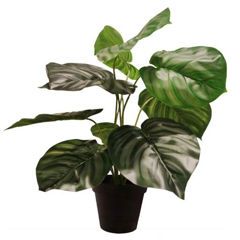 Monstera Kalatea w doniczce Sztuczna Roślina 60 cm 13478048063 Allegro pl