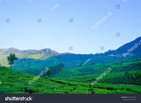 인도 케랄라 문나르 지역의 차 농장 스톡 사진 1661836159 Shutterstock