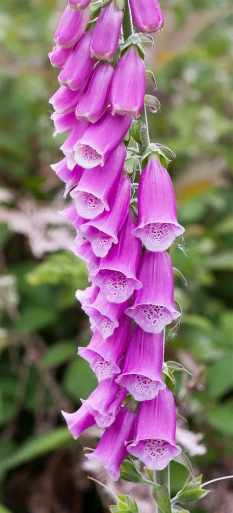Foxglove Flowers Free Stock Photo Public Domain Pictures