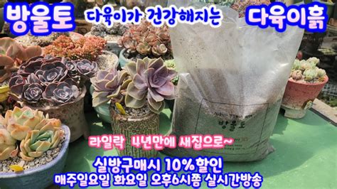 여름분갈이 후엔 꼭 통풍이 잘되는 반그늘에두세요뿌리활착이 빨라요4~5년된 라일락 집 바꿔주었어요 Youtube