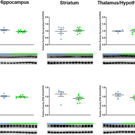 Western Blot Densitometric Analysis And Representative Blots For At8