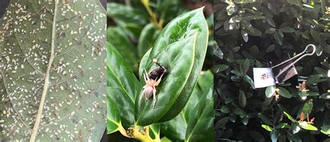 Aphids Spider And Flies Entomology Today