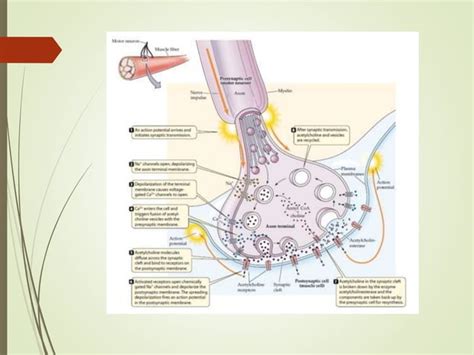 Neuromuscular Blocker Pptx Brain And Nervous System Disorders Diseases And Conditions