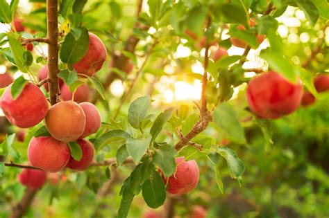 Frutas Y Verduras De Temporada ¿qué Beneficios Te Aportan Blog Aepla