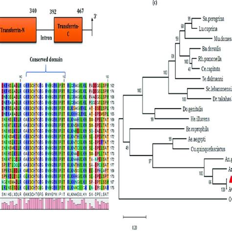 Sequence Analysis Of An Culicifacies Hemocytes Transcript Encoding