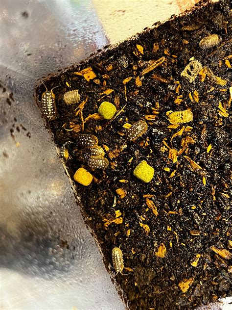水族特攻 各式可愛鼠婦歡迎來店賞節肢~ 設備應有盡有 昆蟲箱 飼養箱 椰土 甲蟲土 恕不幫忙分公母 鼠婦