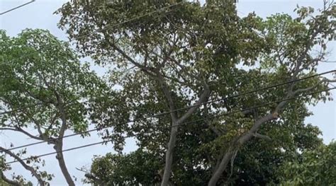 Dangers Posed By Tree Branches Near Or Touching Power Lines