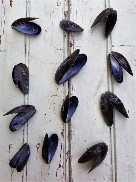 Black Bivalve Mussel Shells Mussel Shells For Crafts Or Etsy