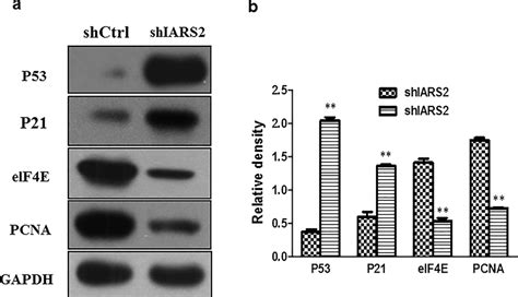 Proliferation Related Protein Expression In Hl 60 Cells A After