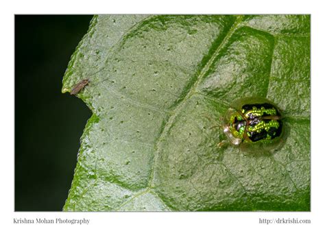 Green Tortoise Beetle Cassida Circumdata Krishna Mohan Photography