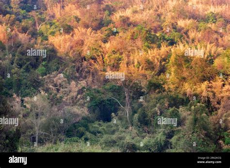 Evergreen Forest