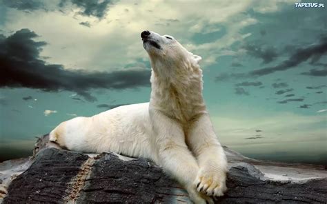 Niedźwiedź Polarny Skała