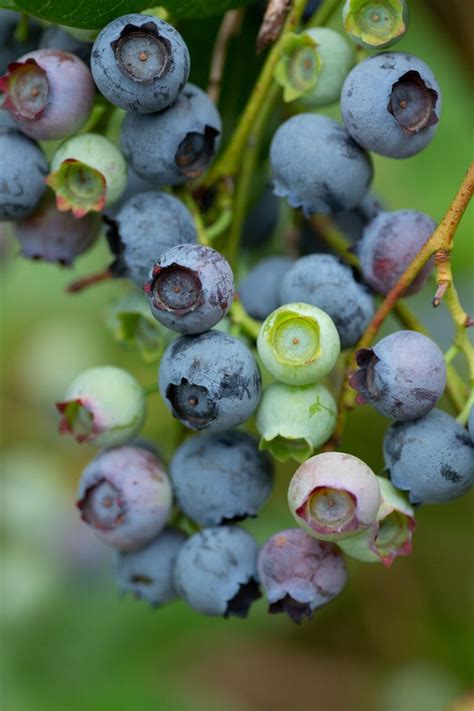 10 Best Berries To Grow In Your Garden Types Of Berries To Grow